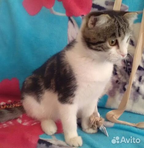 Котенок - метис вислоухий в добрые руки