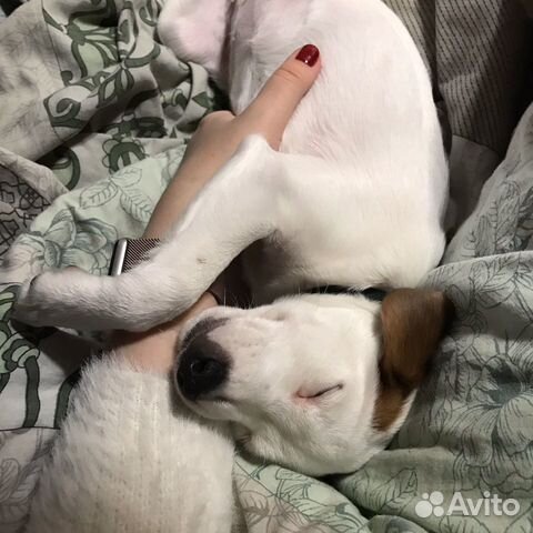 Парсон(Джек) Рассел терьер,щенок