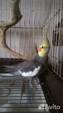 Продам попугаев Карелла пару