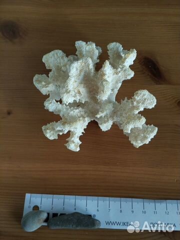 Натуральные кораллы для аквариума