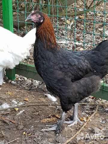 Молодняк Черномедного марана и других пород