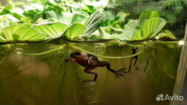 Лягушка карликовая (Hymenochirus boettgeri)