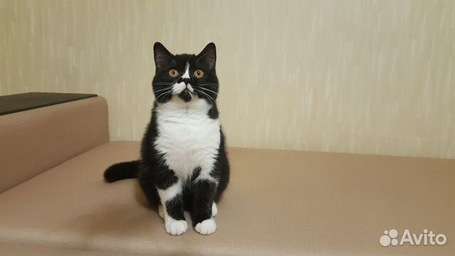 Британский Котёнок
