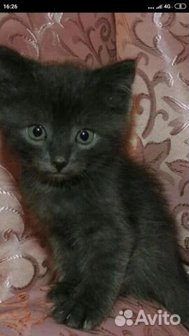 Котенок метис русской голубой