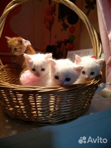 Котята 1 мес