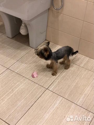 Найдена собака йорк