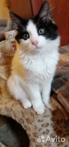 Котенок Плюша 5 мес в добрые руки