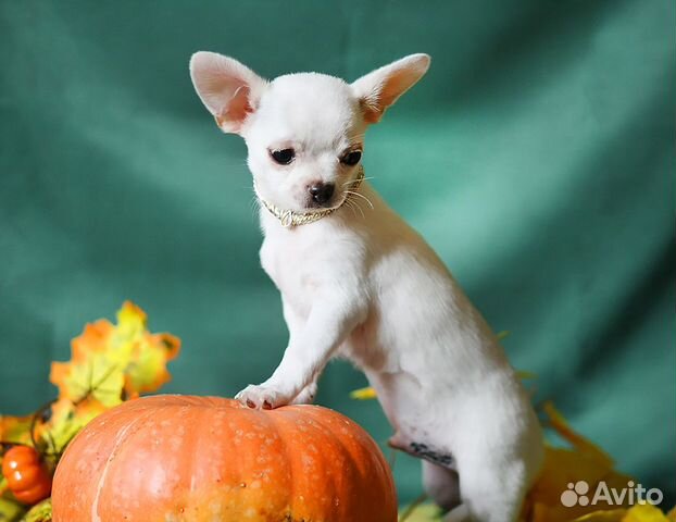 Чихуахуа Сахарок