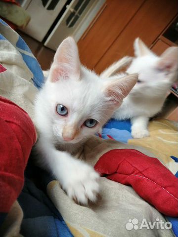 Отдаём котенка