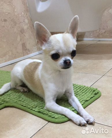 Чихуахуа мини девочка, гладкошерстная