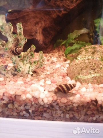 Улитки хилена