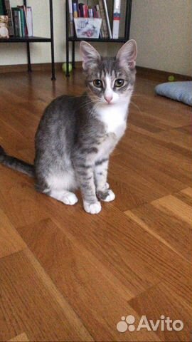 Котенок в добрые руки