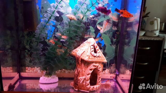 Продаю аквариум
