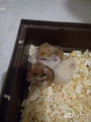 Отдам хомяков