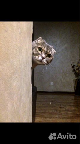 Отдам шотландку в любящие руки