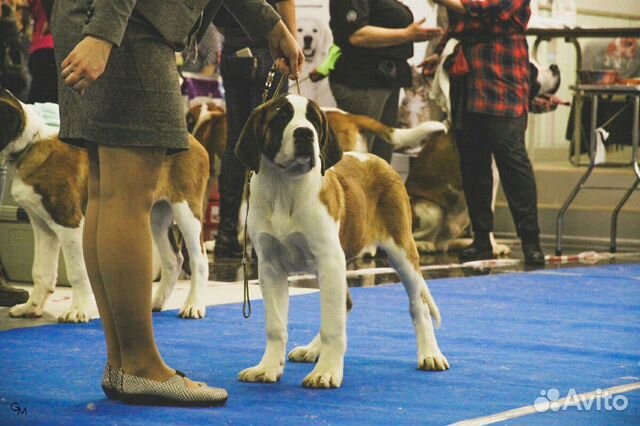 Щенок кш сенбернара (сука)