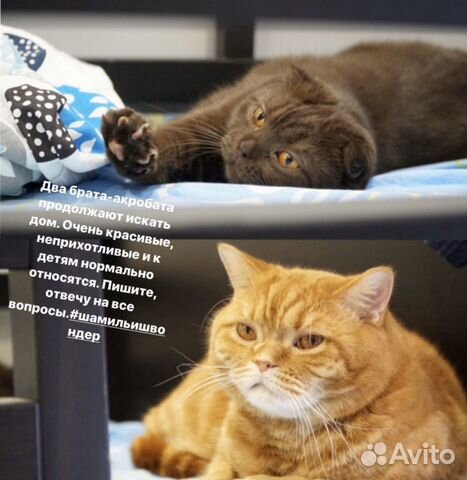 Отдам бесплатно породистых шотландцев