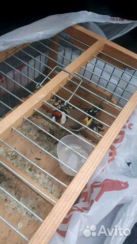 Черноголовый щегол, щегол гибрид, щегол чала