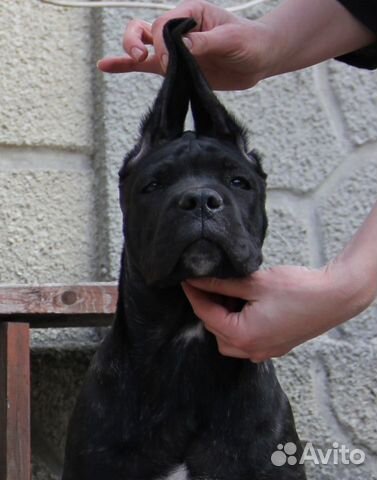 Корсо - прелесть/крови импорт