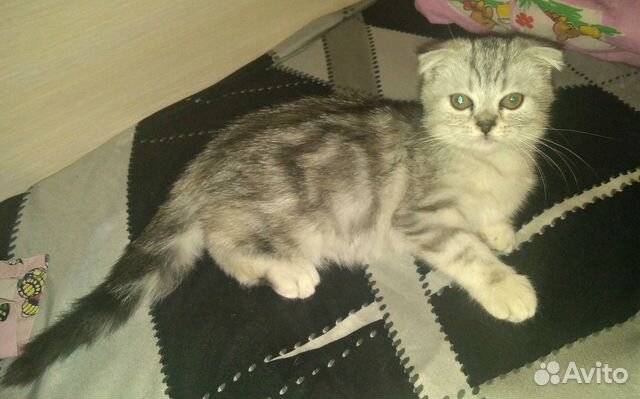 Шотландский котенок