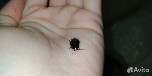 Тараканы-автомобильчики (Lucihormetica verrucosa)