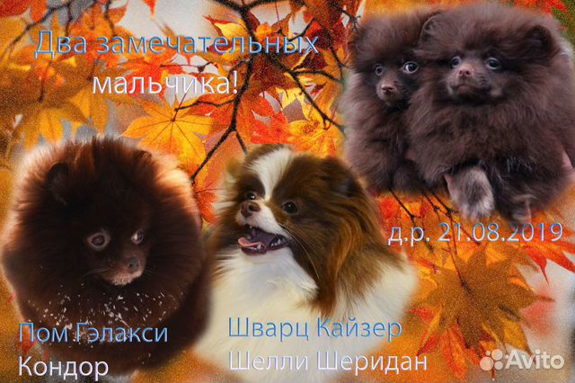 Шпиц шоколадного окрса