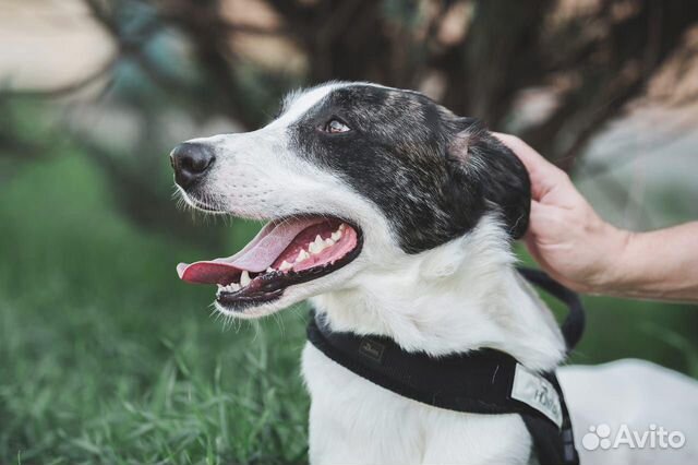 Мартин Великолепный, удачная находка