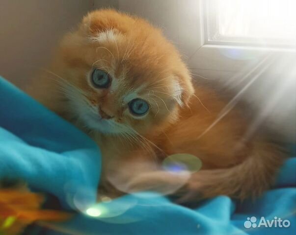 Шотландские котята разных окрасов