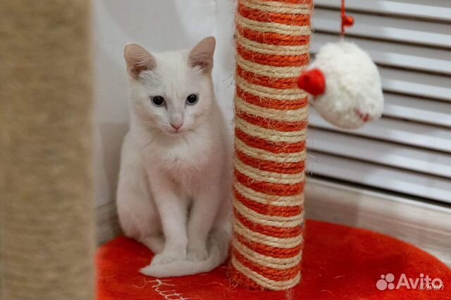 Отдаю белоснежного котенка Санту