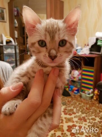 Бенгальская кошечка