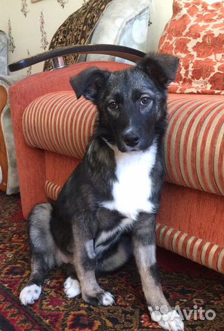 Стерилизованная девочка Герда ищет хозяина