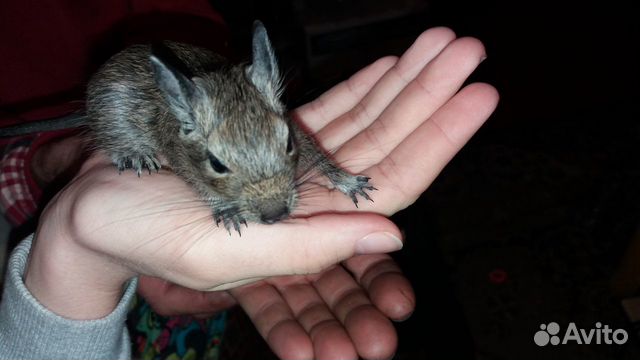Продам бельчат дегу