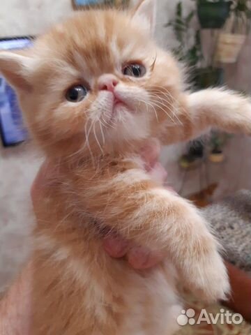 Экзотические котята