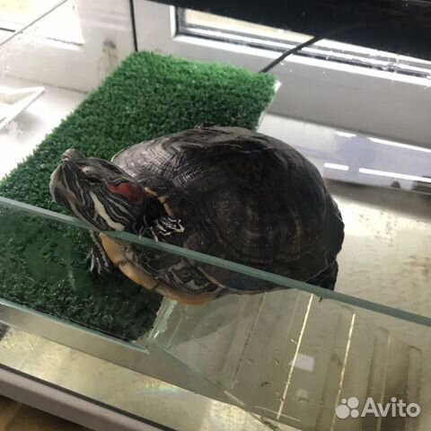 Черепаха