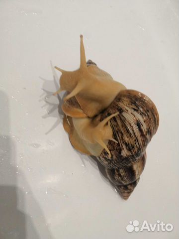 Улитки Ахатины