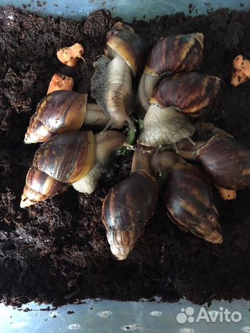Ахатинские улитки отдам