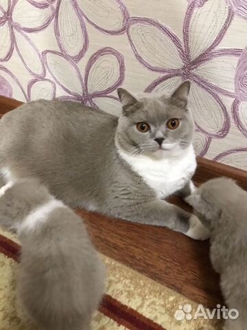 Британские котята
