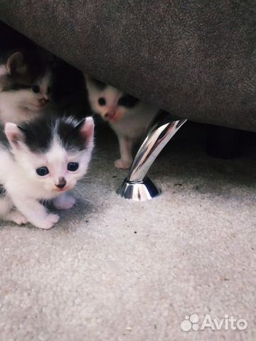 Котенок Гав ищет хозяина