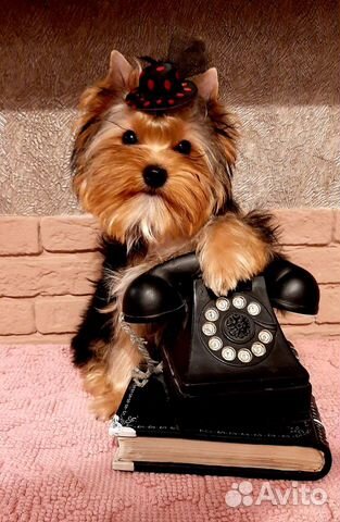 Щенок йоркширского терьера с шоколадным геном