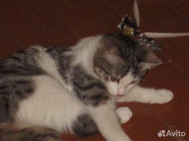 Маленькая киска Василиса ищет дом