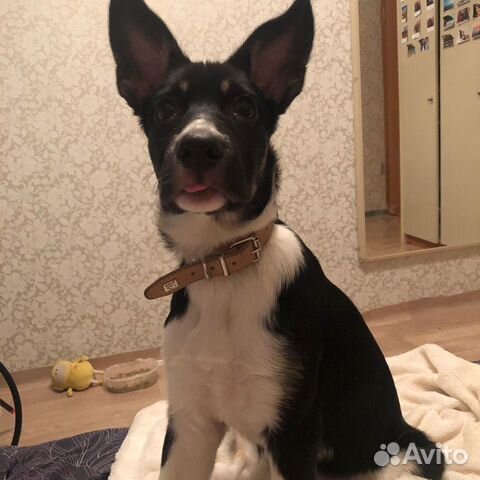 Щенок,девочка,3.5 месяца. Привита и обработана от