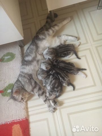 Британцы, окрас вискас