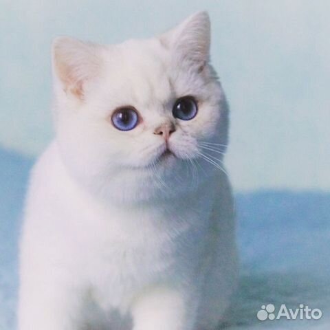 Мальчик шиншилла пойнт