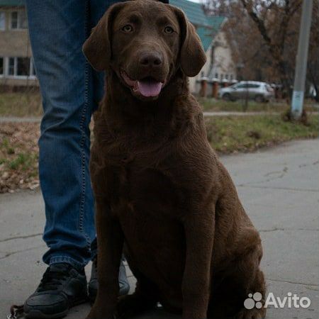 Щенки чесапик бей ретривера
