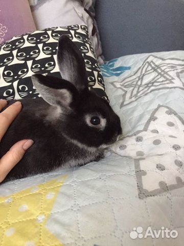 Кролик с клеткой