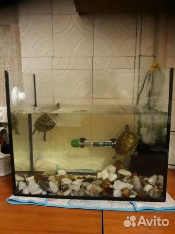 Отдам черепашек