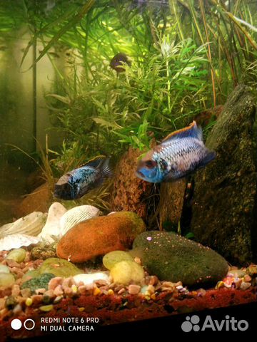 Рыба Нанакара