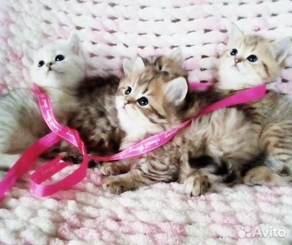Зелено глазые британчики