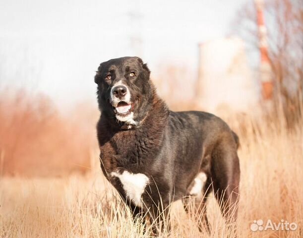 Черныш - молодой кобель алабая в дар