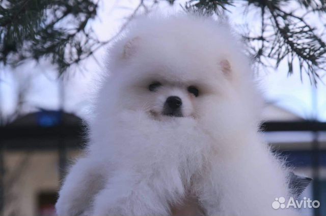 Красивый породистый кобелек